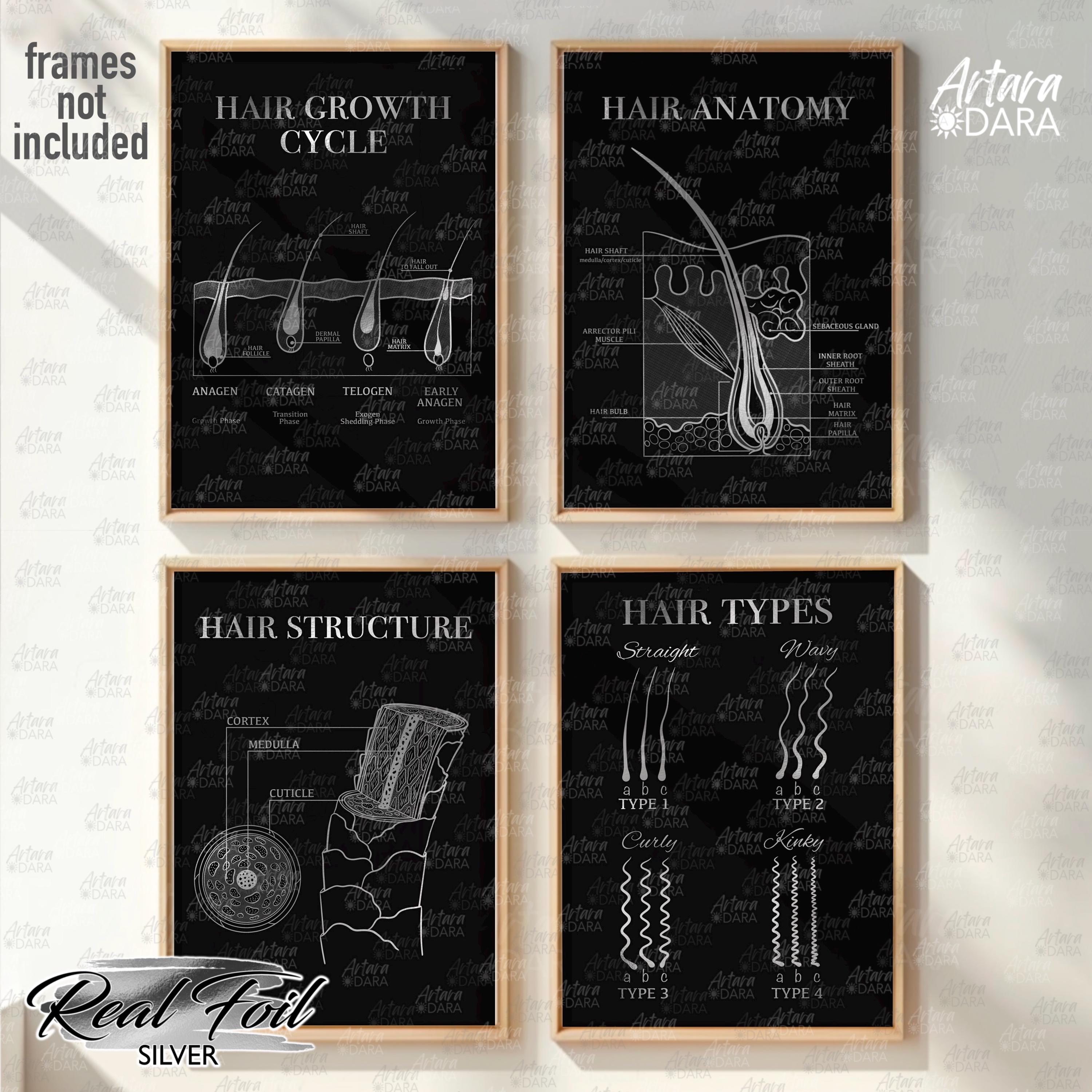 Hair Anatomy Poster, Silver Foil Print, Hair Salon Decor, Hair Growth ...