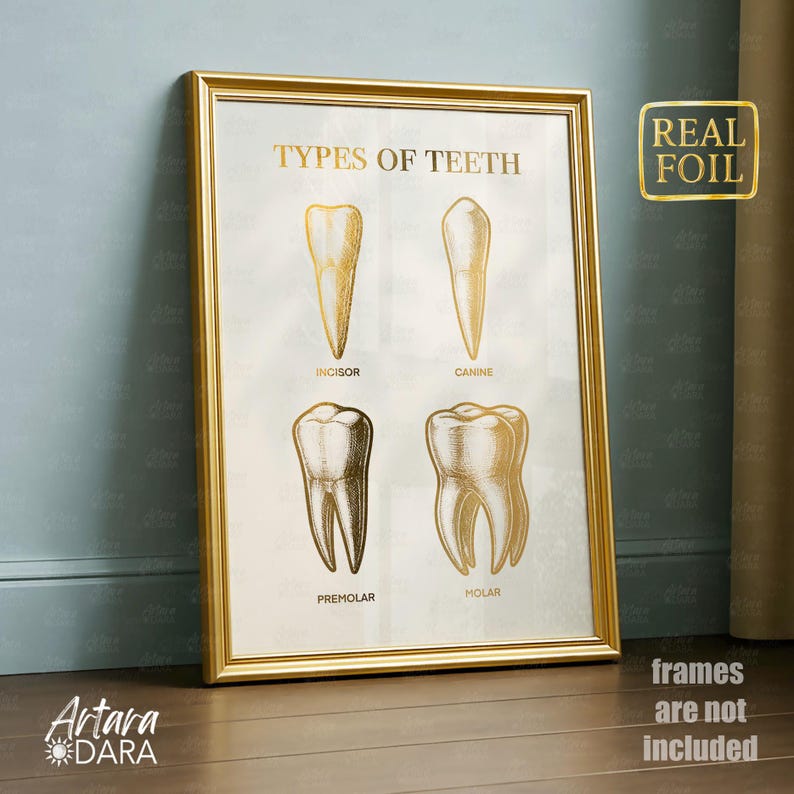 Dental Anatomy Gold Foil Prints (set of 4), Tooth Numbering System ...