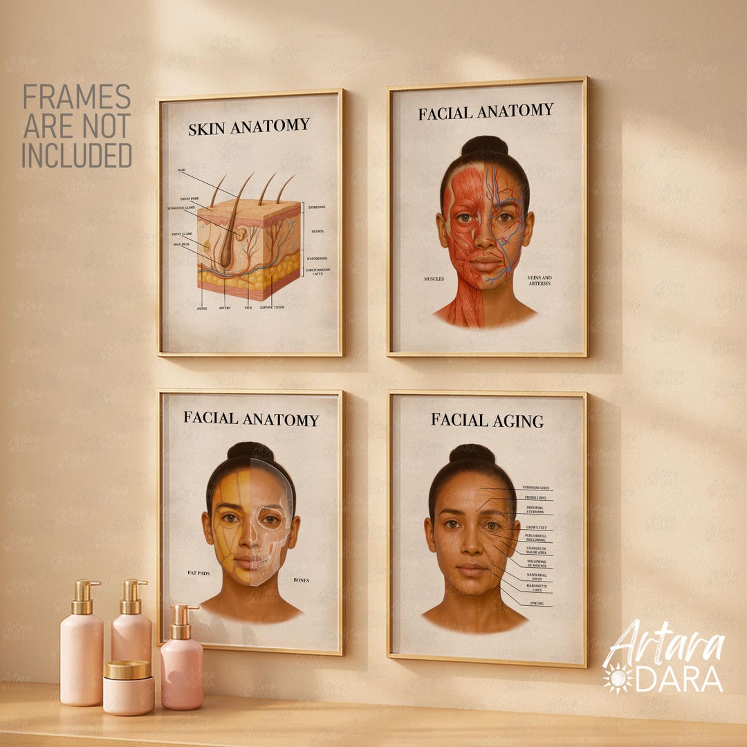 Facial Anatomy & Aging Poster Set of 4 – Muscles, Vessels, Fat Pads and ...