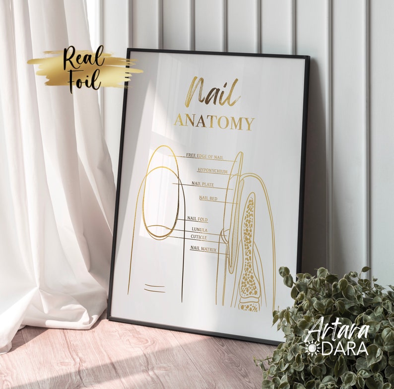 Nail Structure Art, Nail Anatomy Poster, Real Foil Print, Nails Salon ...