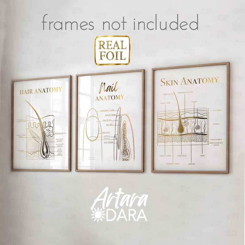 Dermatology Anatomy Poster Set of 3 – Gold Foil Nail, Hair & Skin ...
