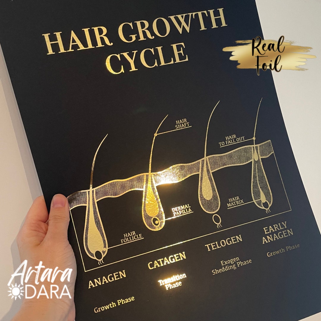 Hair Growth Cicle, Real Foil Print, Hair Anatomy Art, Dermatology ...