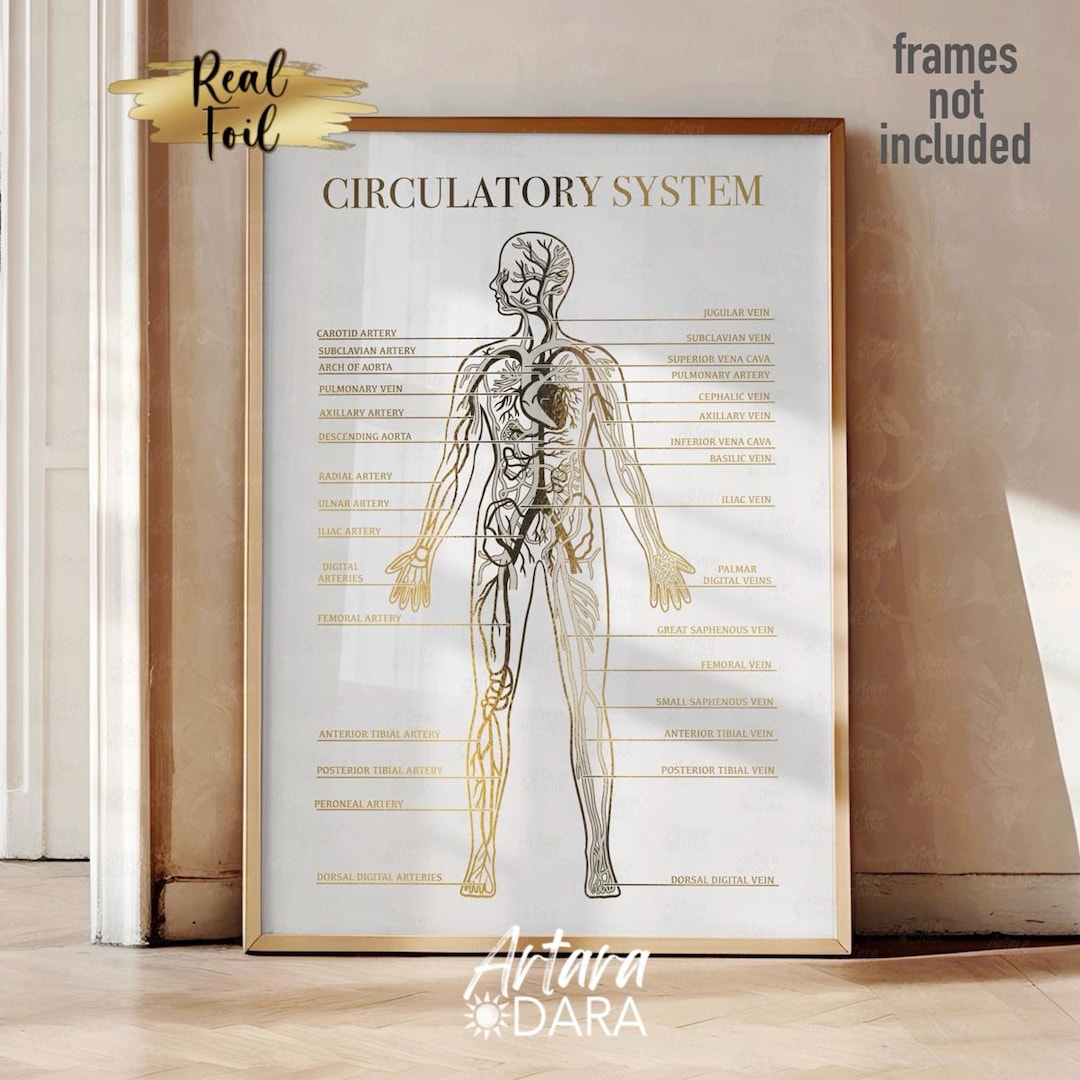 Circulatory System , Anatomy Art, Real Foil Print, Human Anatomy, Blood ...