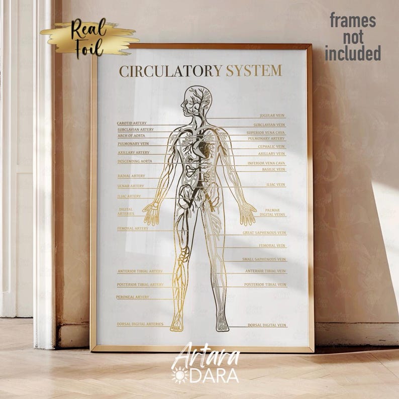 Foil Circulatory System Anatomy Art Print, Medical Decor - Etsy UK