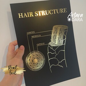 Dermatology Art, Hair Anatomy, Real Foil Print, Hair Structure, Hair ...