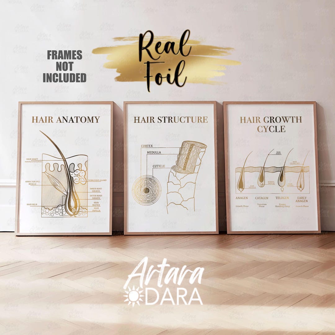 Foil Hair Anatomy Poster, Hair Salon Decor, Trichology Print - Etsy
