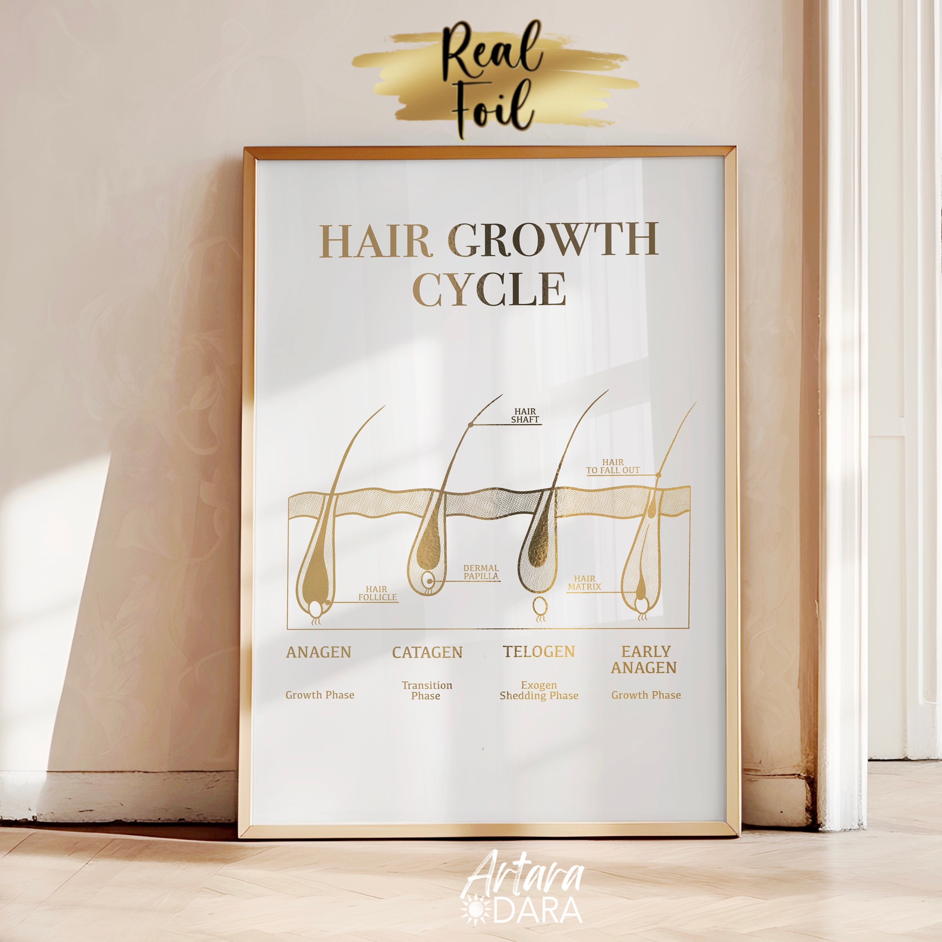Hair Growth Cicle, Real Foil Print, Hair Anatomy Art, Dermatology ...