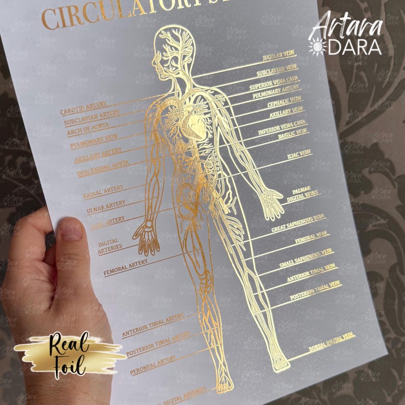 Gold Foil Circulatory System Poster | Human Anatomy Wall Art | Medical ...