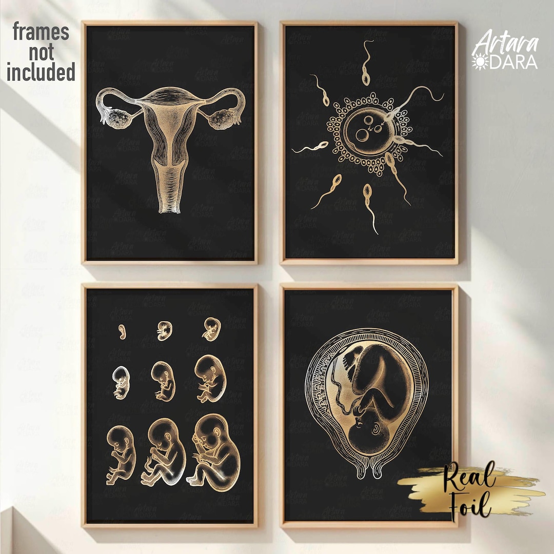 Female Reproductive Anatomy Poster Set of 4 – Black and Gold Foil ...