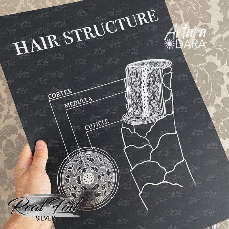 Hair Anatomy Poster, Silver Foil Print, Hair Salon Decor, Hair Growth ...