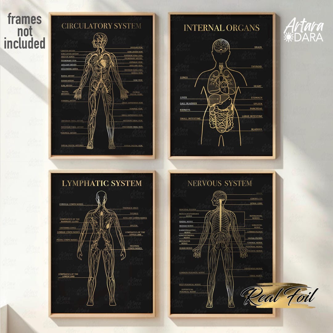 Anatomy Wall Art, Nervous System, Circulatory System, Real Foil Print ...