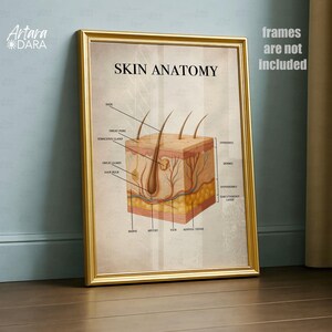 Facial Anatomy & Aging Poster Set of 4 – Muscles, Vessels, Fat Pads and ...