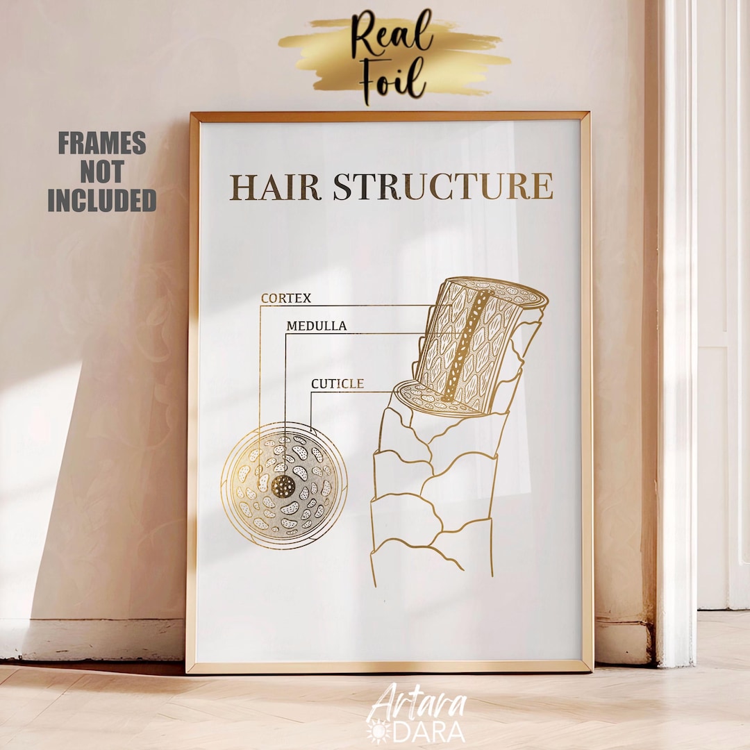 Hair Structure Art, Trichology Poster, Gold Foil Print, Hairdresser ...