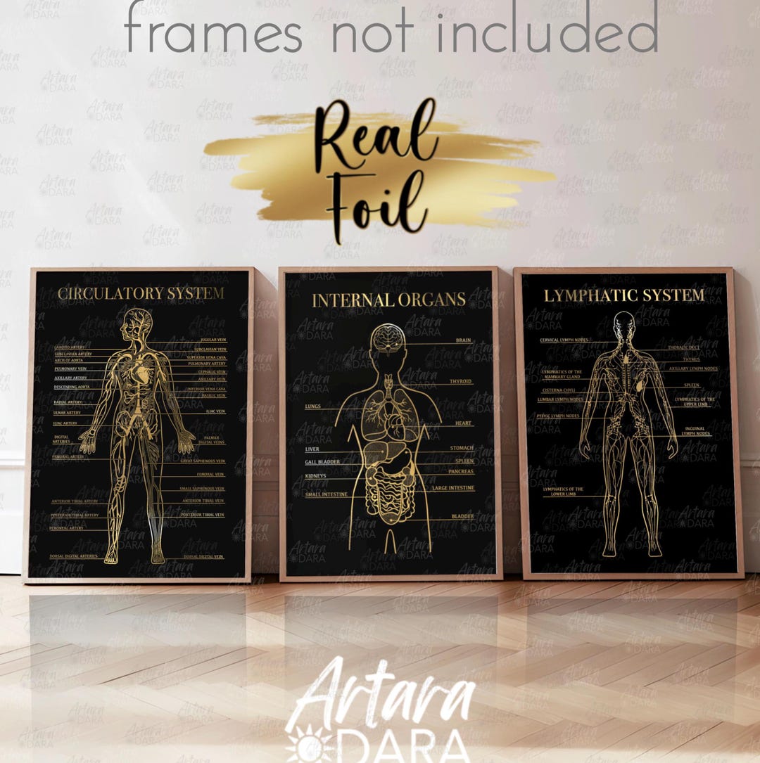 Anatomy Wall Art, Real Foil Print, Human Anatomy, Internal Organs ...