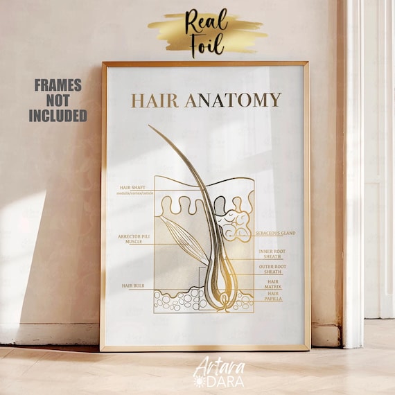 Haar Model Anatomie