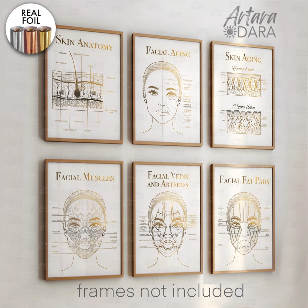 Facial Anatomy Diagrams, Face Aging, Skin Anatomy, Skin Aging, Beauty ...