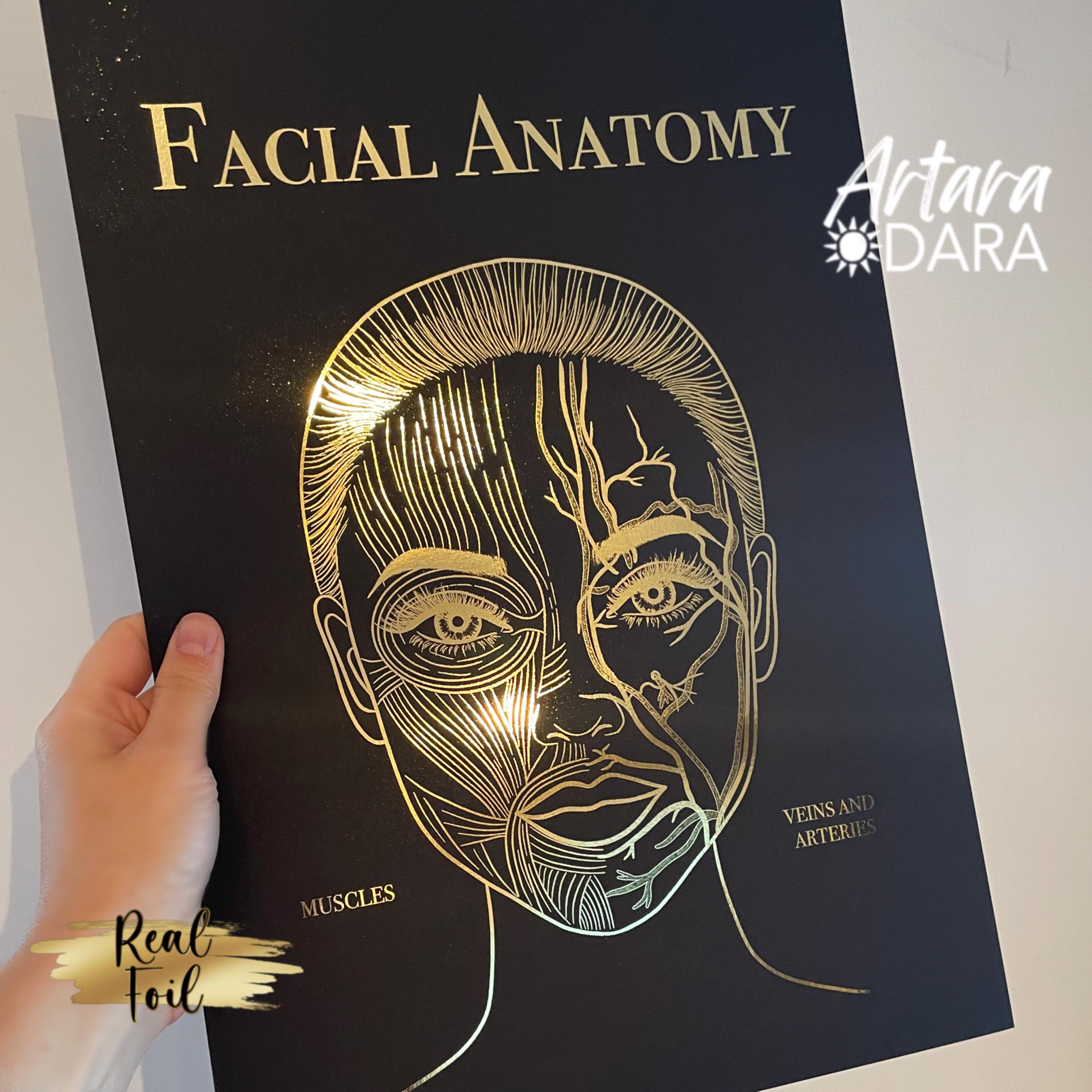 Foil Facial Anatomy Poster Set – Clinic & Spa Decor (unframed) - Etsy