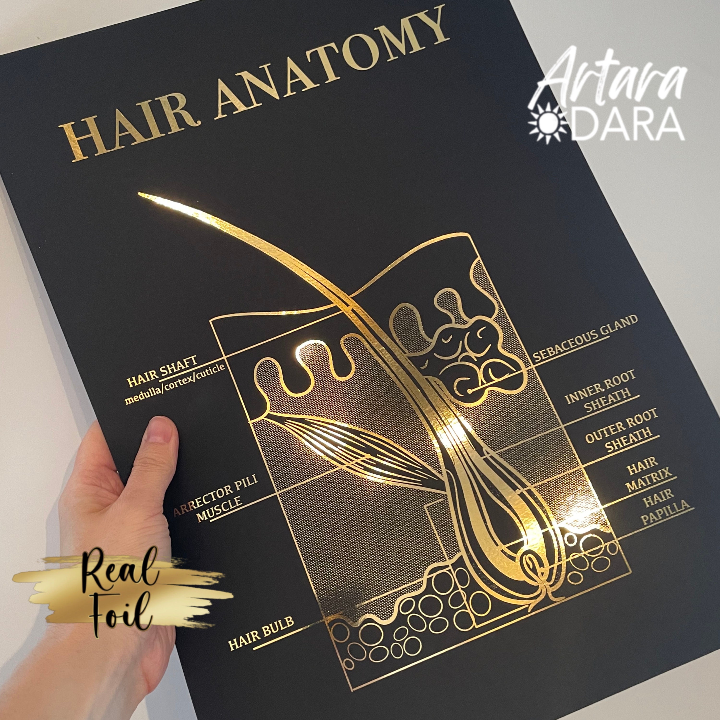 Hair Anatomy Poster, Dermatology Print, Gold Foil Print, Hair Growth ...
