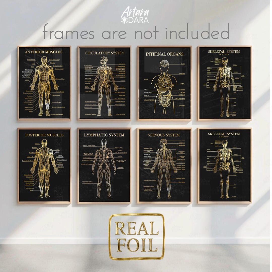 Gold Foil Anatomy Charts - Circulatory, Skeletal, Lymphatic, Nervous ...