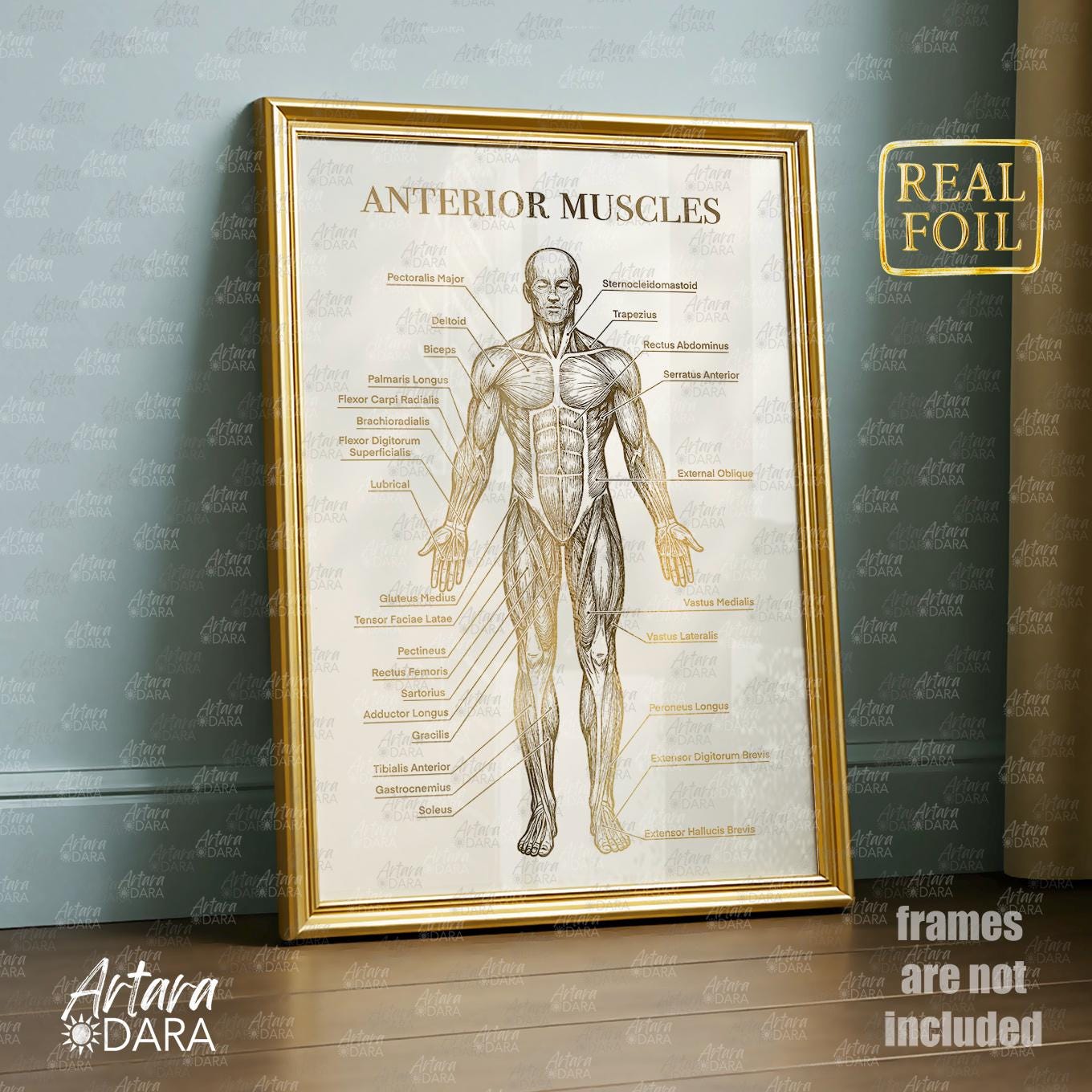 Muscle Anatomy Poster Set of 2 – Gold Foil Front & Back Body Charts ...