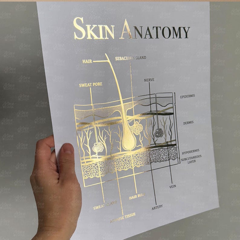 Skin Anatomy and Fitzpatrick Scale — Set of 2 Gold Foil Poster ...