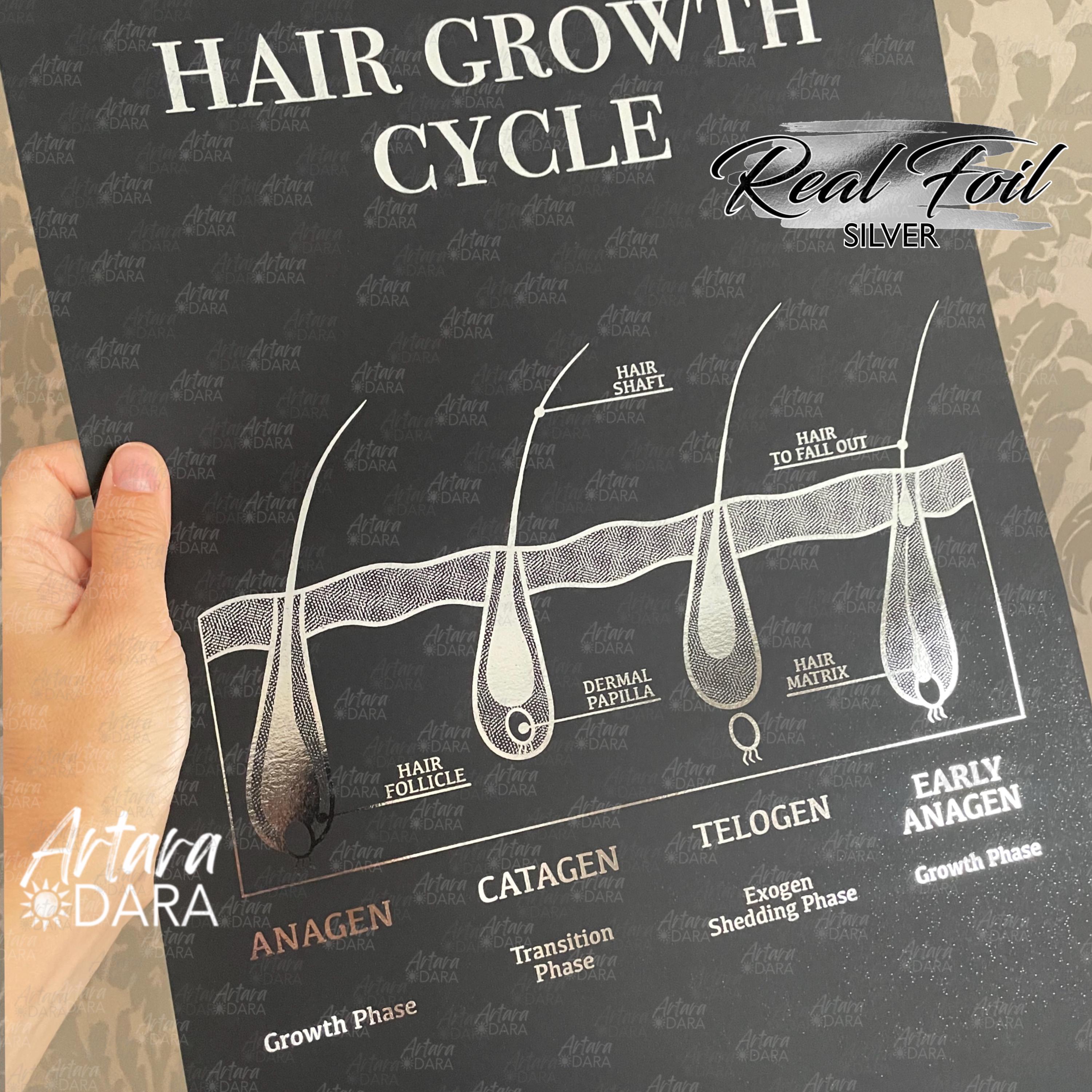 Hair Anatomy Poster, Silver Foil Print, Hair Salon Decor, Hair Growth ...