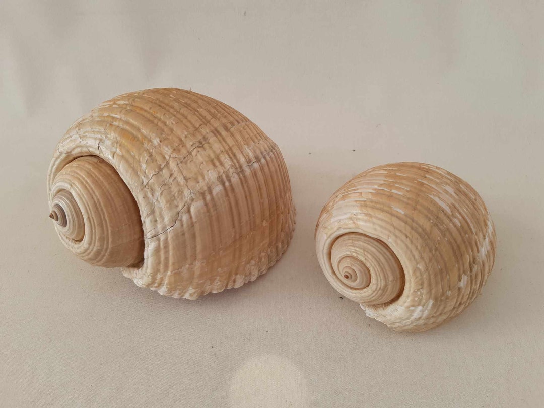 Striped Seashell Lot ,natural Ocean Sea Shell ,large & Small Striped ...