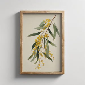 Vintage Yellow Wattle Flower Print: Australian Botanical Art (digital ...