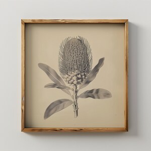 Vintage Australian Bush Collection 6 Set | Australian Native Botanical ...