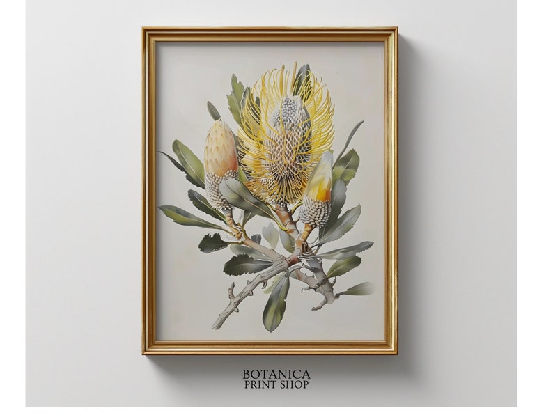 Vintage Banksia Print | Australian Native Flower Botanical | Golden ...