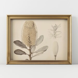 Vintage Australian Bush Collection 6 Set | Australian Native Botanical ...