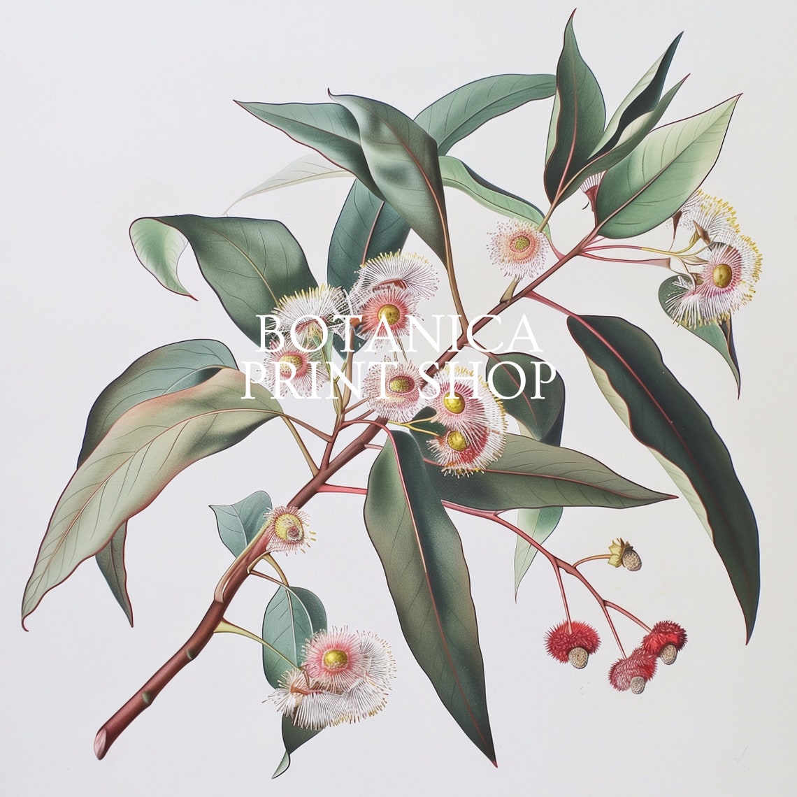 Vintage Eucalyptus Print Australian Gum Tree Eucalyptus Digital ...