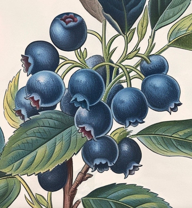 Vintage Fruit Collection Set of Three Botanical Strawberry Raspberry ...