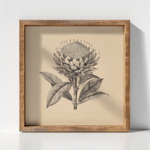 Vintage Australian Bush Collection 5 Set | Australian Native Botanical ...