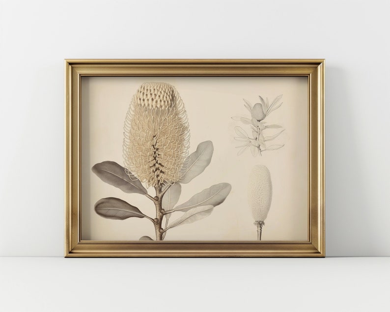 Vintage Banksia Sketch: Australian Botanical Art Print (digital ...