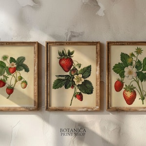 Vintage Strawberry Collection Set of Three | Botanical Strawberry Wall ...