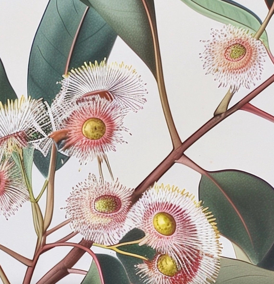 Vintage Eucalyptus Print Australian Gum Tree Eucalyptus Digital ...