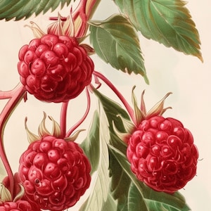 Vintage Fruit Collection Set of Three | Botanical Strawberry Raspberry ...