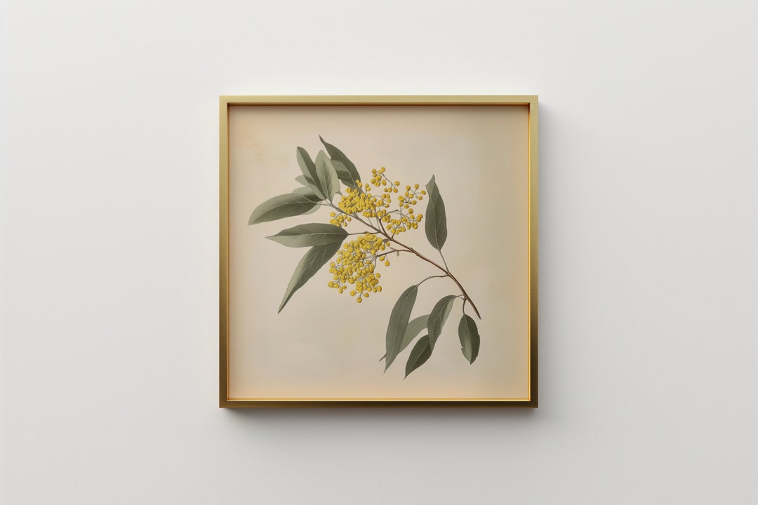 Vintage Wattle Print | Golden Wattle Digital Download | Australian ...