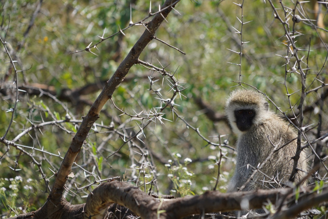 Two Digital Pictures of a Cute Little Primate! - Etsy