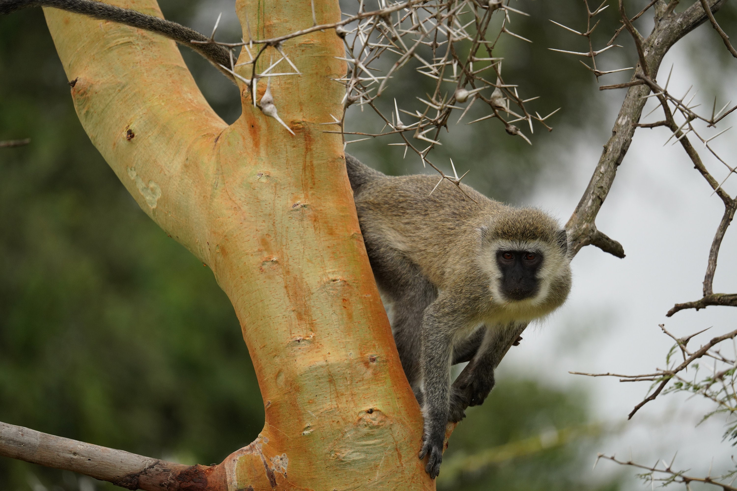 Two Digital Pictures of a Cute Little Primate! - Etsy