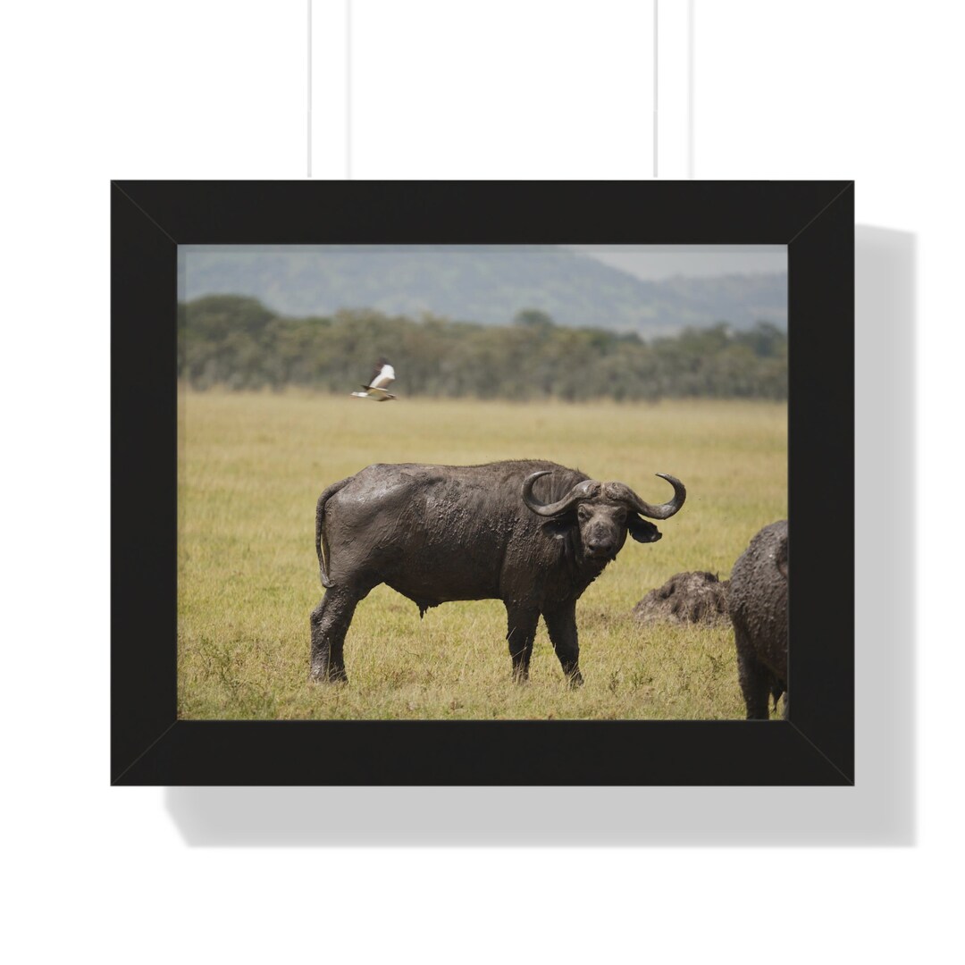 Water Buffalo Framed Horizontal Poster - Etsy