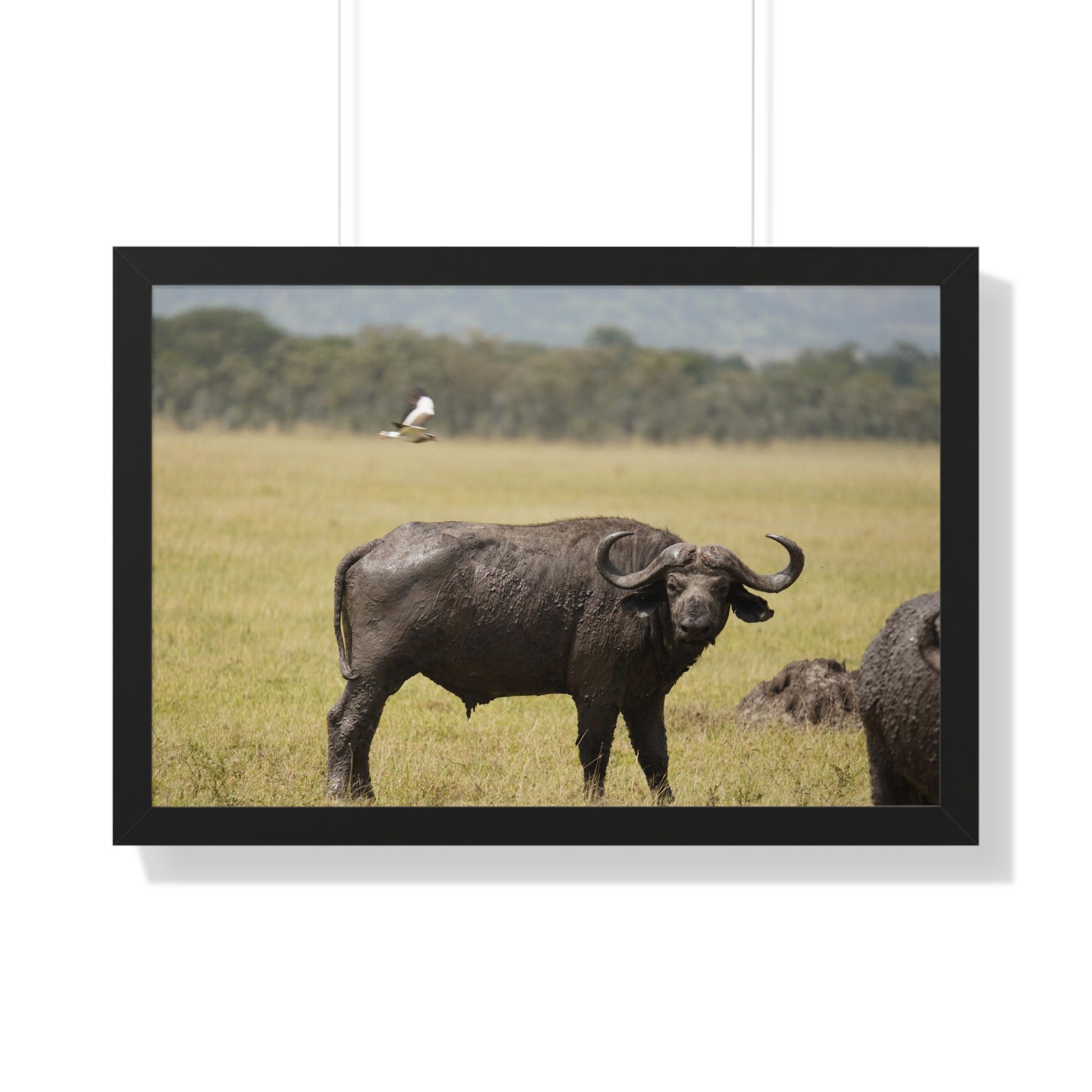 Water Buffalo Framed Horizontal Poster - Etsy