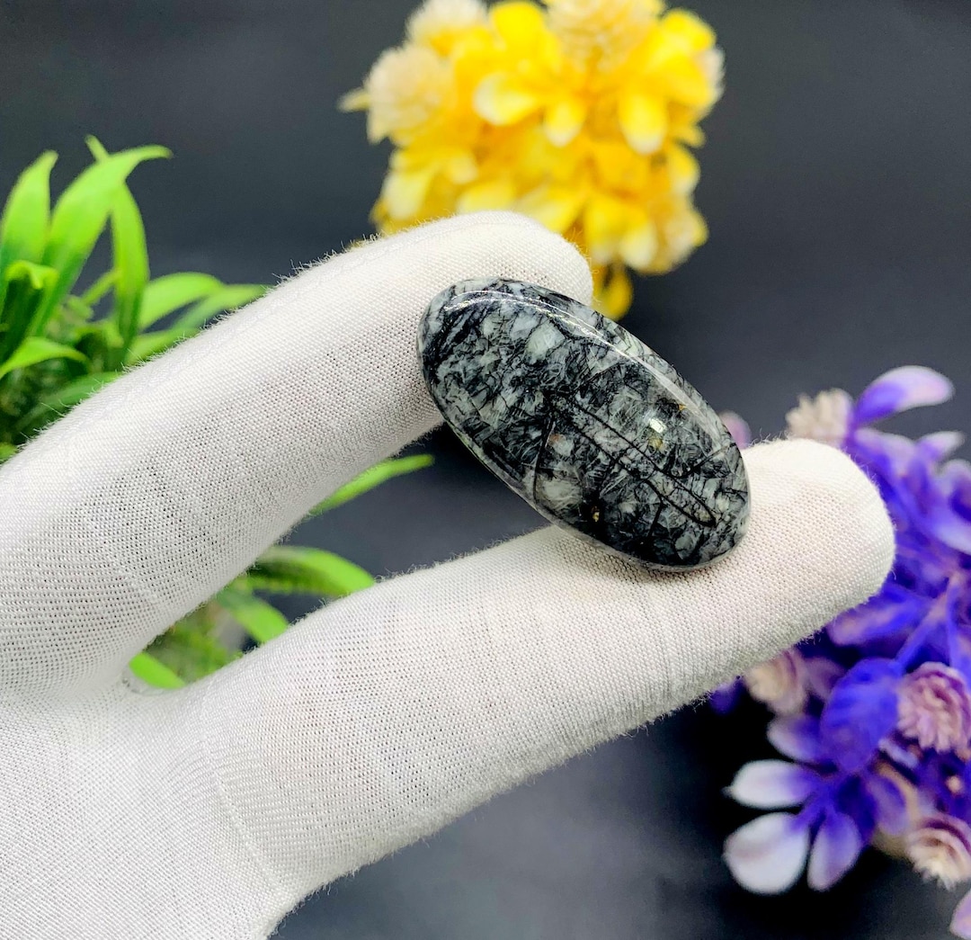 Black Orthoceras Gemstone, Oval Shape Stone, Top Grade Quality ...