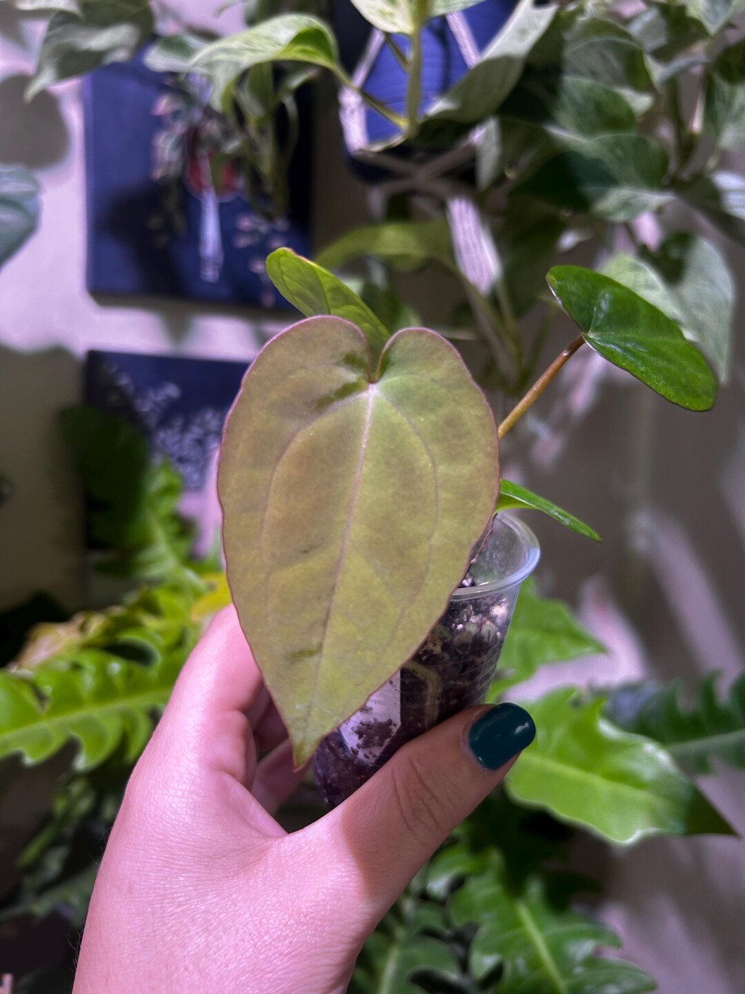 Anthurium Goliath S1 X (tezula Red Crystal X (pap X Wonderboy A))- Pick ...