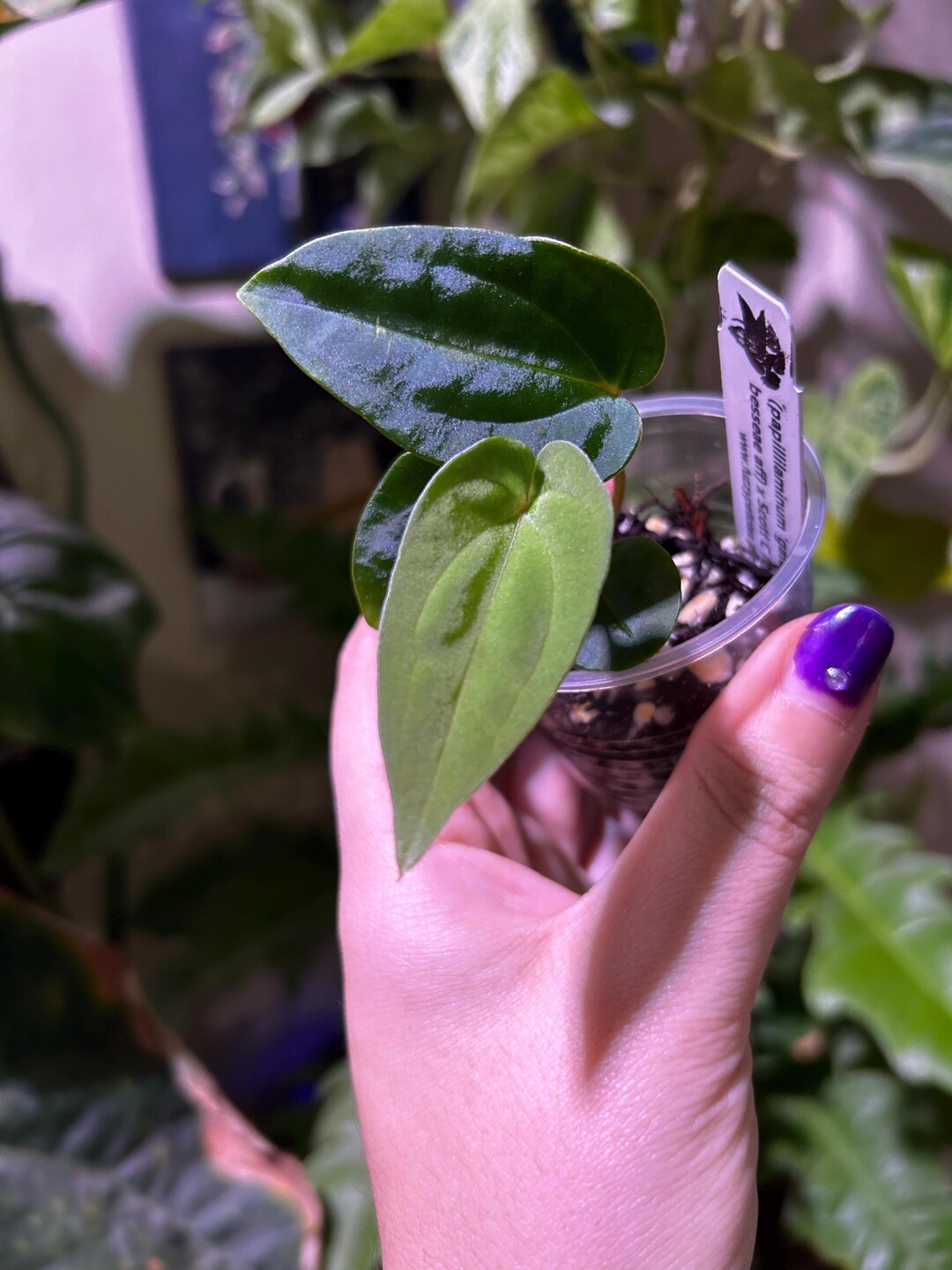 Anthurium (papillilaminum ‘gatorskin’ X Narrow Besseae Aff) X SC Noid ...