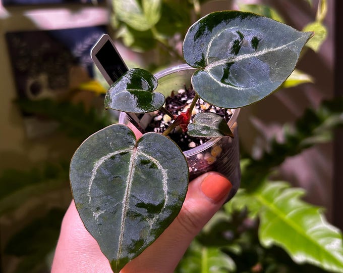 Anthurium Docblock Michelle X Docblock Michelle #9 - Etsy