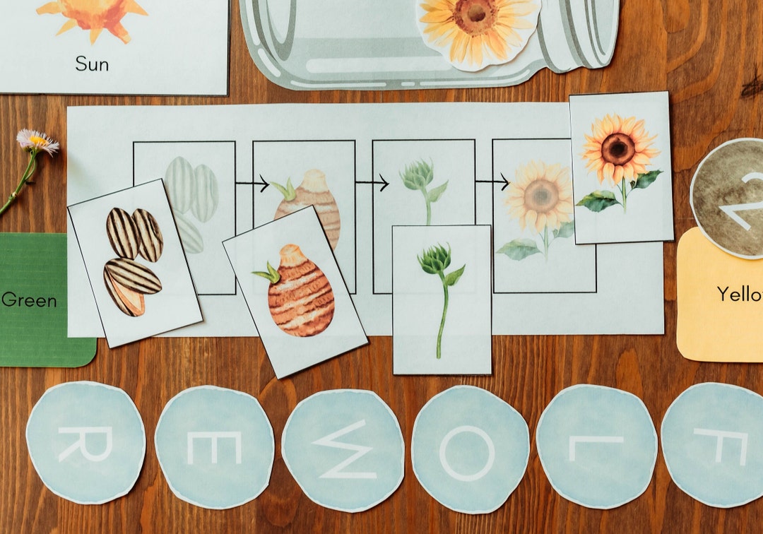 Flower Life Cycle, Prek Toddler Printable, Summer and Spring Botanical ...