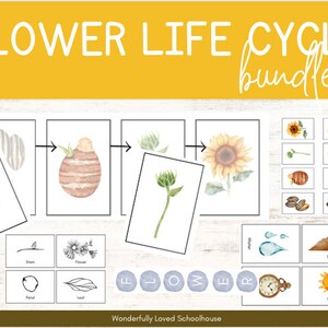 Flower Life Cycle, Prek Toddler Printable, Summer and Spring Botanical ...