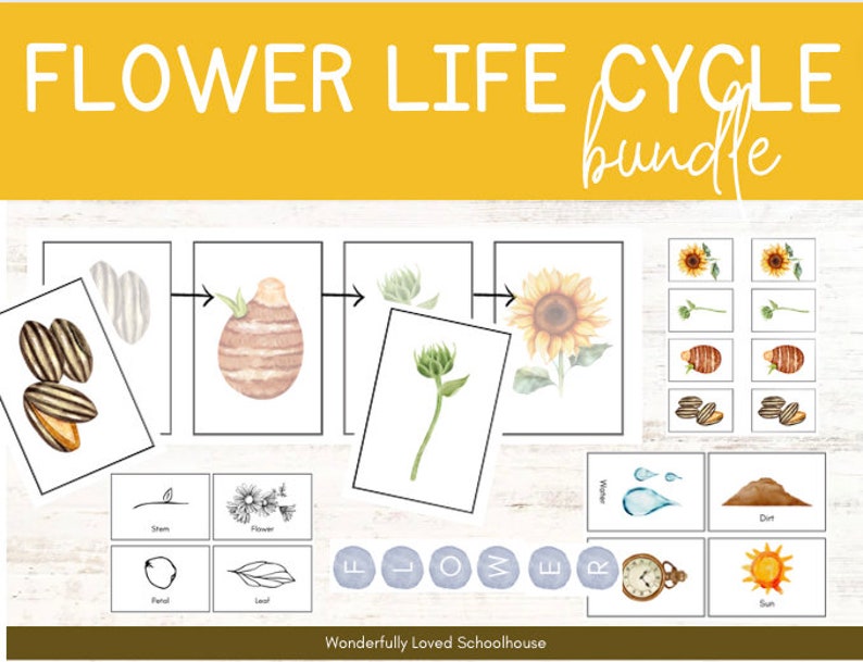 Flower Life Cycle, Prek Toddler Printable, Summer and Spring Botanical ...